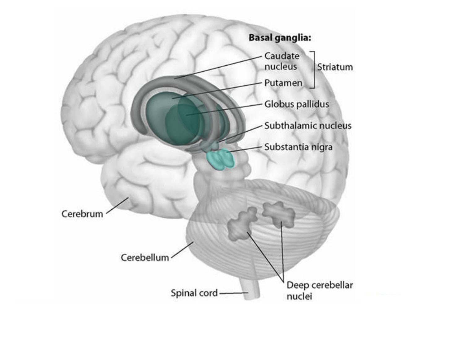 Dementia - Clear Thoughts Foundation
